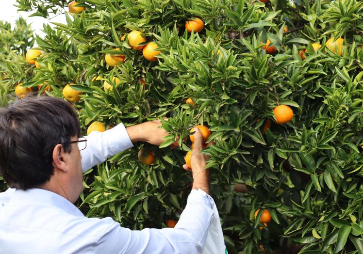 La Cosecha De Cítricos Pendiente De Los Dos Próximos Trasvases Del